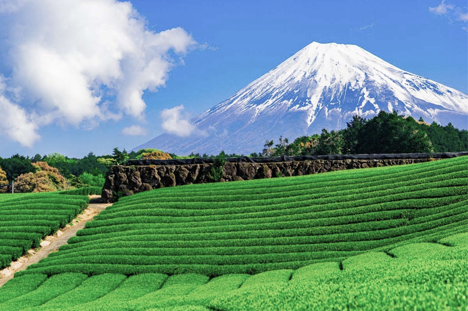 Discover Matcha: The Rich Story of Japanese Green Tea and Its Benefits